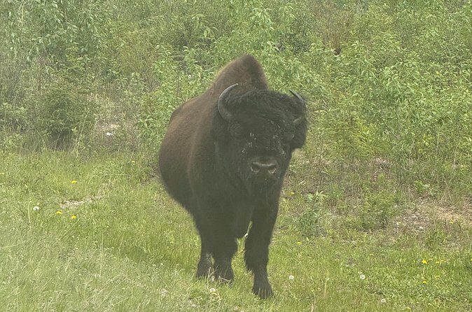 Bison Highway Wildlife Tour - Who Will Love This Tour?