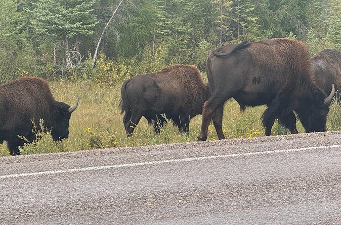 Bison Highway Wildlife Tour - Final Thoughts