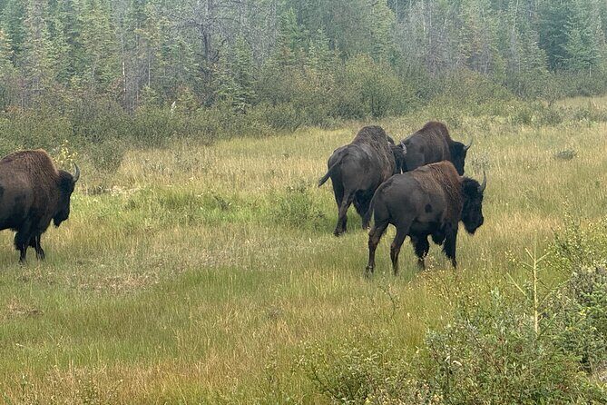 Bison Highway Wildlife Tour - FAQ