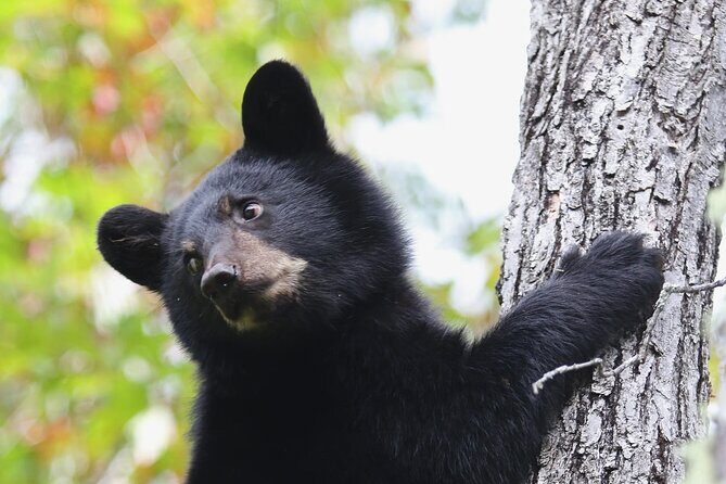 Black Bear viewing and walking at oudoor ctr's Canyon - Key Points