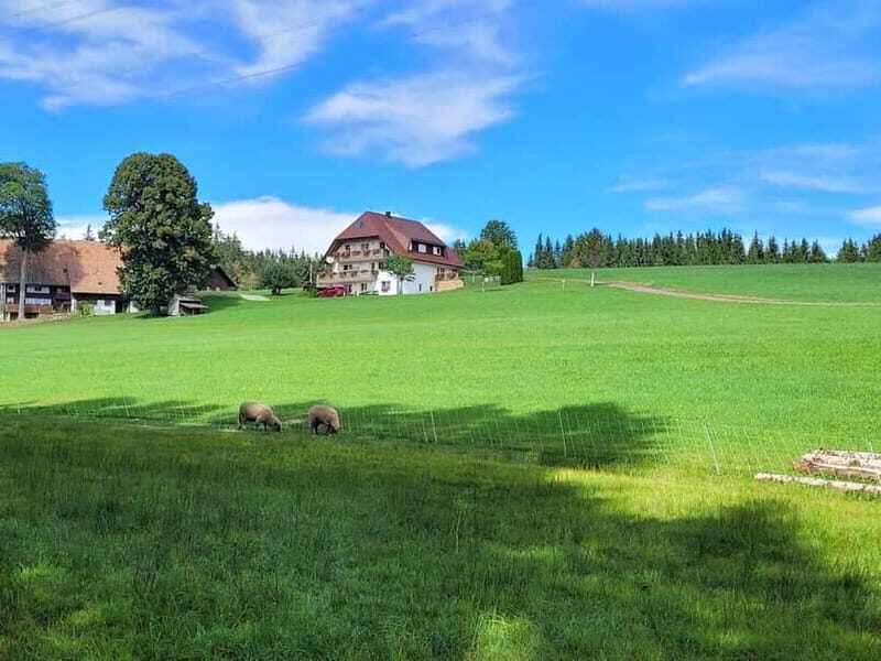 Black Forest: Ravenna Gorge Hike, Self-Guided - A Deep Dive into the Ravenna Gorge Self-Guided Hike
