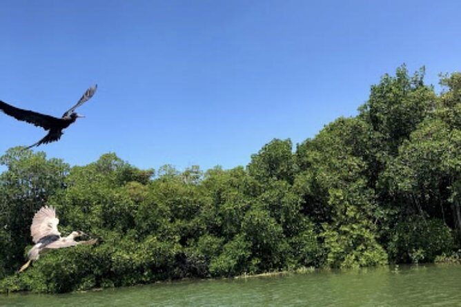 Black River Safari and Appleton Rum Estate Private Tour - Practical Tips for the Day