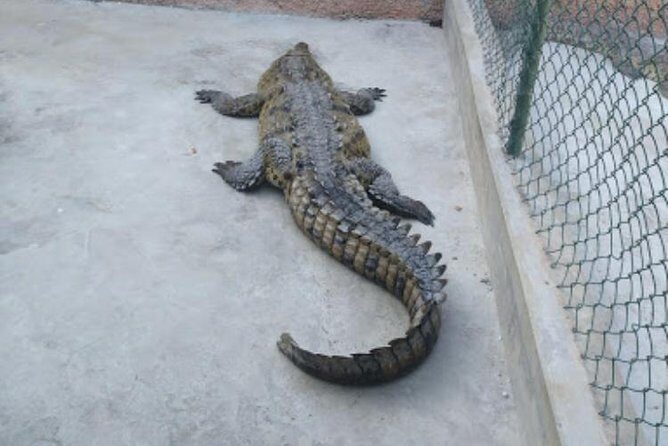 Black River Safari and Appleton Rum Estate Private Tour - Final Thoughts