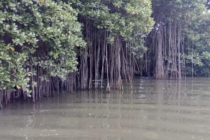 Black River Safari and Appleton Rum Estate Private Tour - Who Should Consider This Tour?