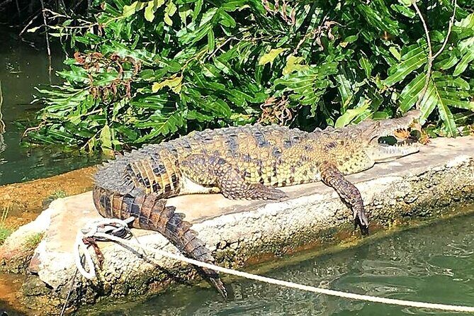 Black River Safari YS Falls Lunch Classic Combo From Negril - Who Will Love This Tour?