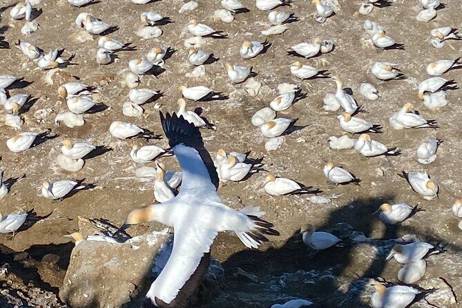 Black Sand Beaches & Birds Auckland Sightseeing Tour - The Sum Up