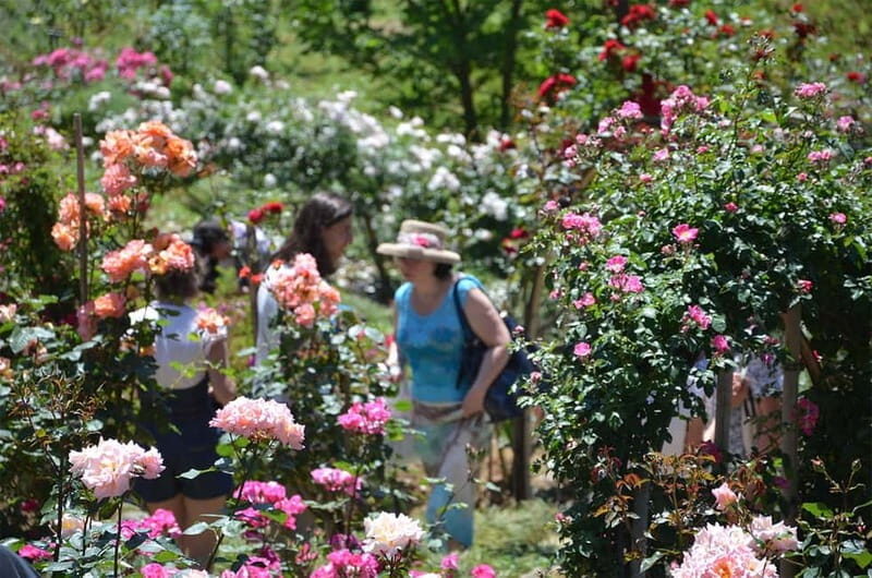 Black Sea: Magnetic Beach and Batumi Botanical Garden Tour - Exploring the Black Sea Coast