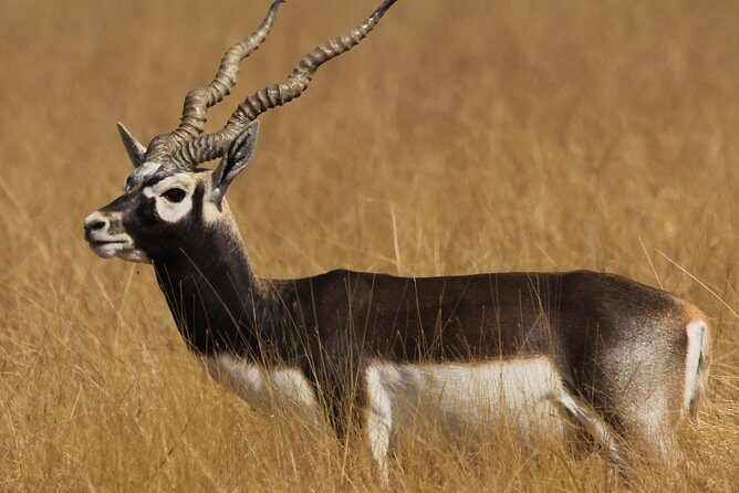 Blackbuck Safari from Rajkot - The Experience in Detail: What You Can Expect