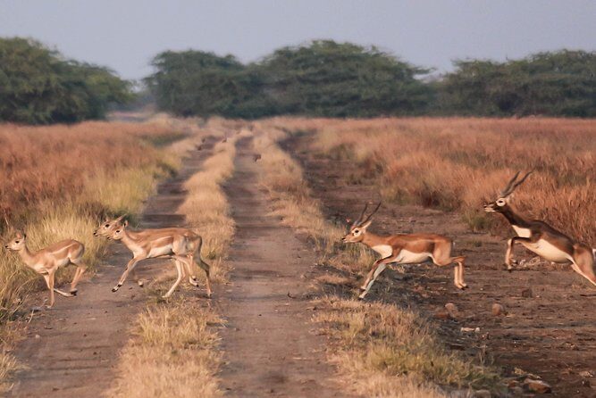 Blackbuck Safari from Rajkot - Final Thoughts: Is It Worth It?