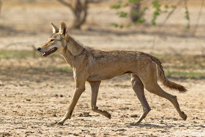 Blackbuck Safari from Rajkot - FAQ