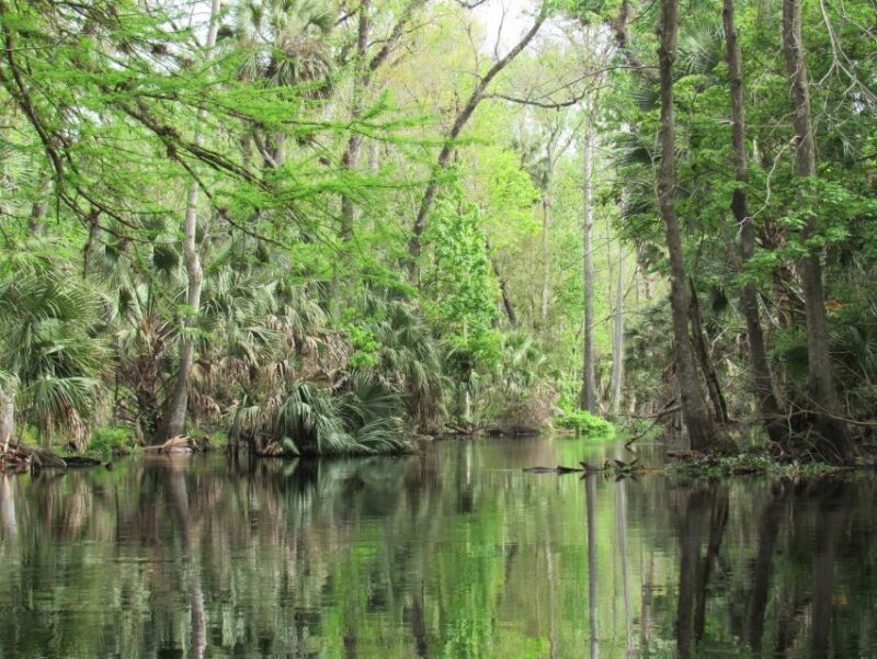 Blackwater Creek: Exclusive Nature Escape Kayak Adventure - Authentic Experiences from Past Participants