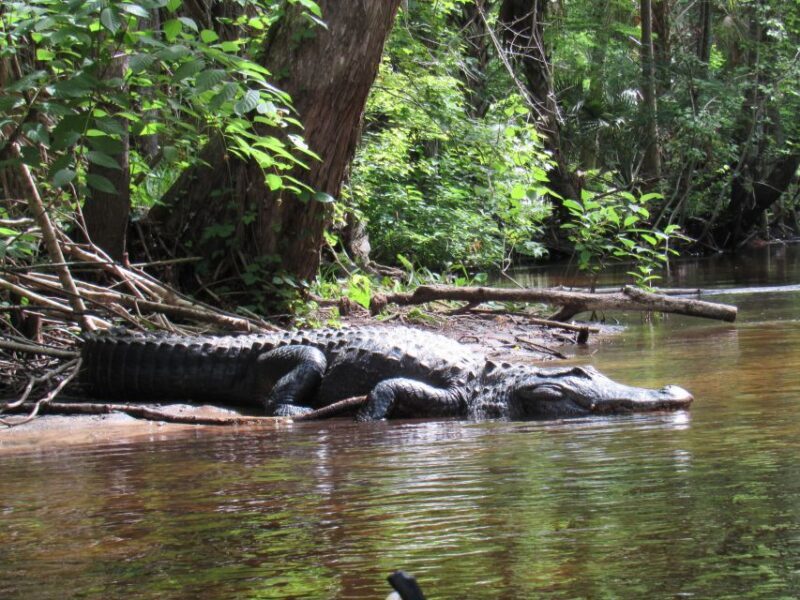 Blackwater Creek: Exclusive Nature Escape Kayak Adventure - Final Thoughts