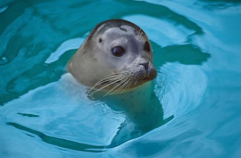 Blankenberge: SEA LIFE Entry Ticket - FAQ