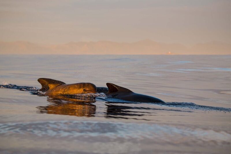Bleik: Whale Watching by Speedboat with Puffins and Muffins - Key Points