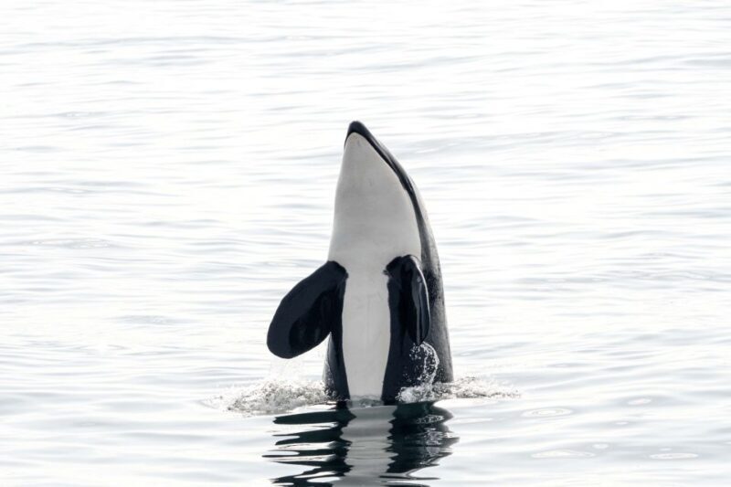Bleik: Whale Watching by Speedboat with Puffins and Muffins - Setting the Scene: Why Bleik and Vesterålen?