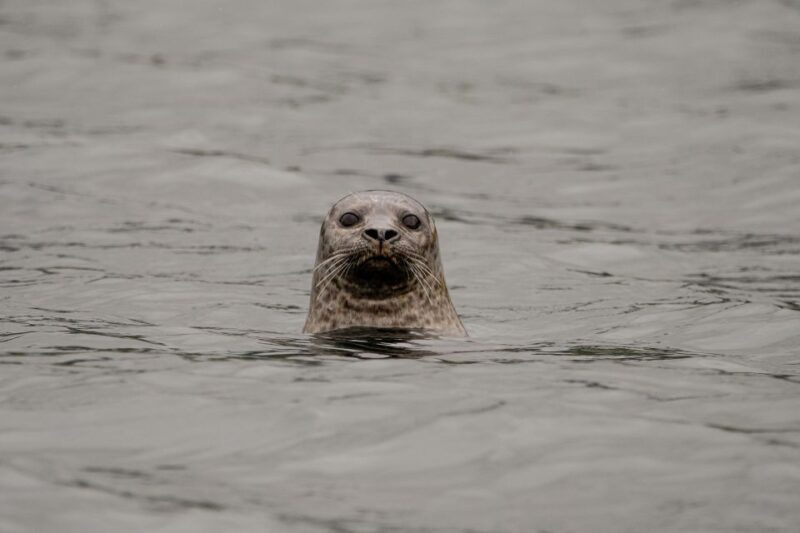 Bleik: Whale Watching by Speedboat with Puffins and Muffins - Wildlife Encounters: What To Expect