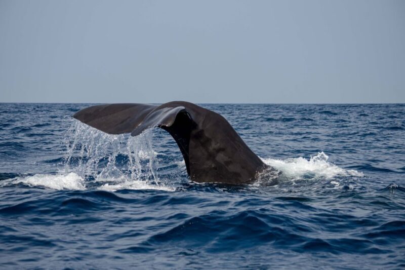 Bleik: Whale Watching by Speedboat with Puffins and Muffins - The Experience: Comfort, Gear, and Atmosphere