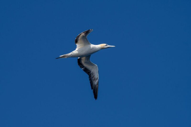Bleik: Whale Watching by Speedboat with Puffins and Muffins - The Practicalities: What Travelers Should Know