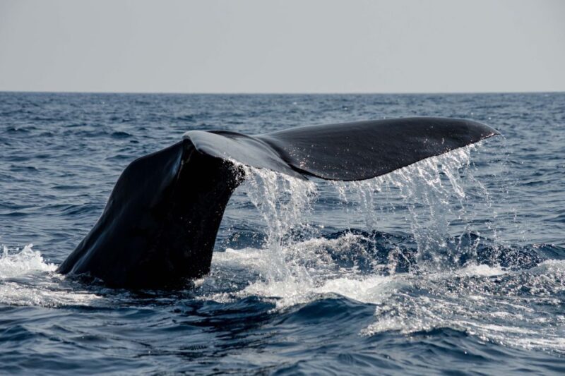 Bleik: Whale Watching by Speedboat with Puffins and Muffins - Authentic Feedback from Past Travelers