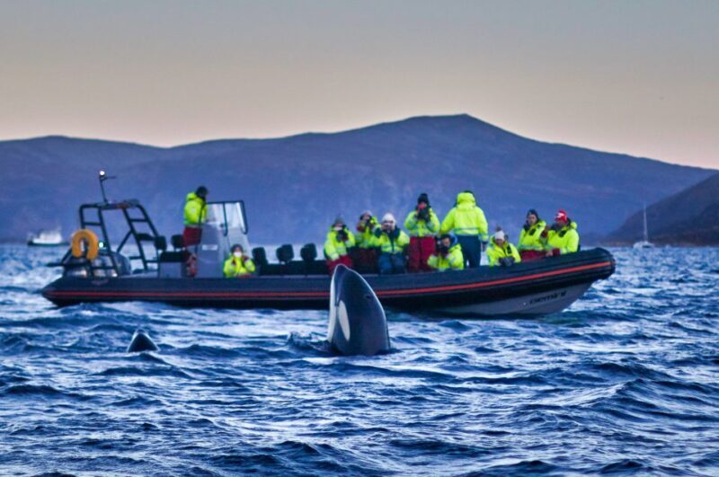 Bleik: Whale Watching by Speedboat with Puffins and Muffins - Final Thoughts: Is This Tour Worth It?