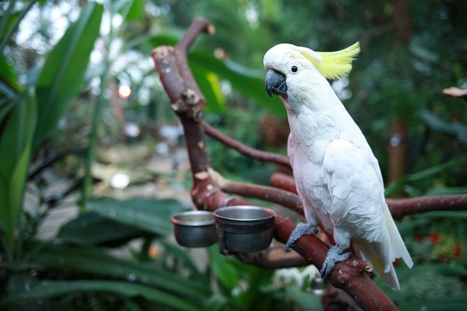 Bloedel Conservatory Admission Ticket - Final Thoughts: Who Will Love This Experience?
