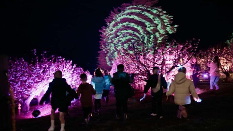 Blossom by Light at CherryHill - An Overview of Blossom by Light at CherryHill