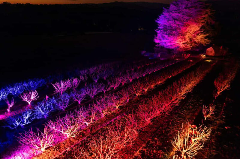 Blossom by Light at CherryHill - What Makes Blossom by Light Special?