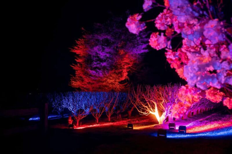 Blossom by Light at CherryHill - The Value of the Experience