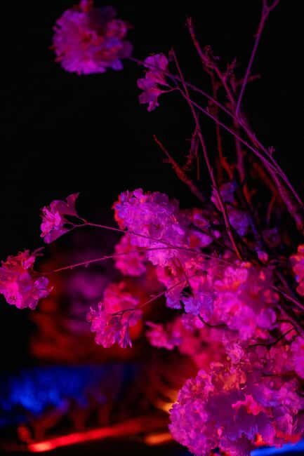 Blossom by Light at CherryHill - Authentic Experiences and Unique Highlights