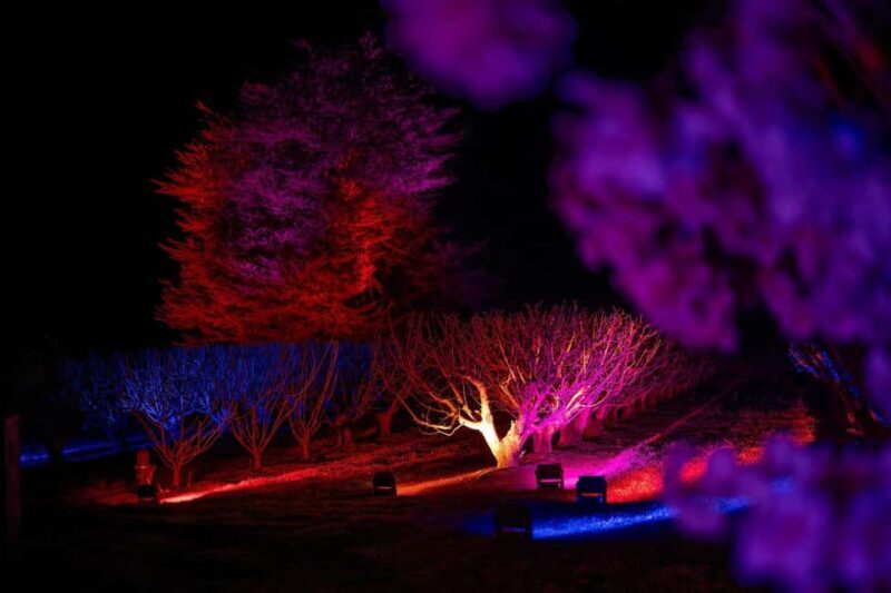 Blossom by Light at CherryHill - Final Thoughts