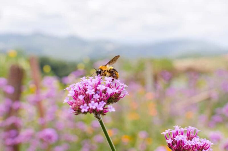 Blossoms + Bites Springtime Meadery Luncheon for Two Kelowna - FAQ