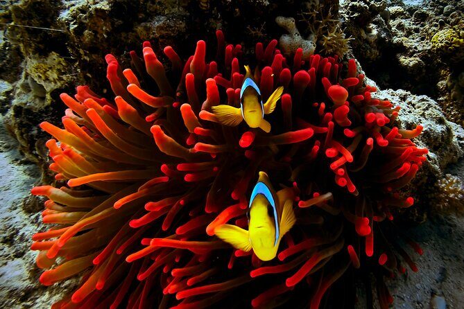 Blou lagoon snorkeling all incllusive - An Honest Look at the Experience