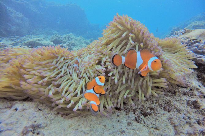 Blue Cave Area Experience Diving!Free feeding & photo images Chinese guide available!1 group with a dedicated instructor - An Overview of the Experience