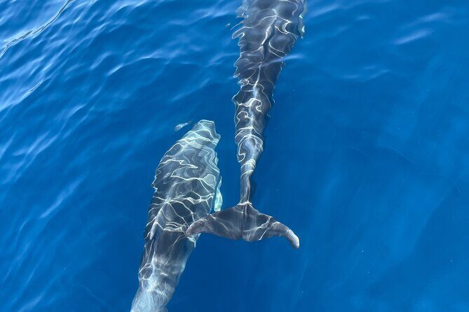 Blue cave tour with a speedboat-small group - Frequently Asked Questions (FAQs)