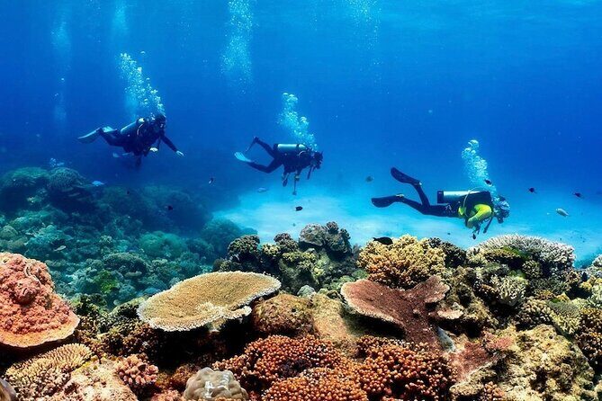 Blue Dive Private Guided Scuba Dive Cairns - Key Points