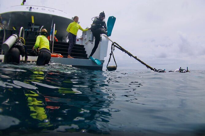 Blue Dive Private Guided Scuba Dive Cairns - Discovering the Reef: An In-Depth Look