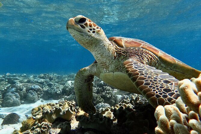 Blue Dive Private Guided Scuba Dive Cairns - Final Thoughts