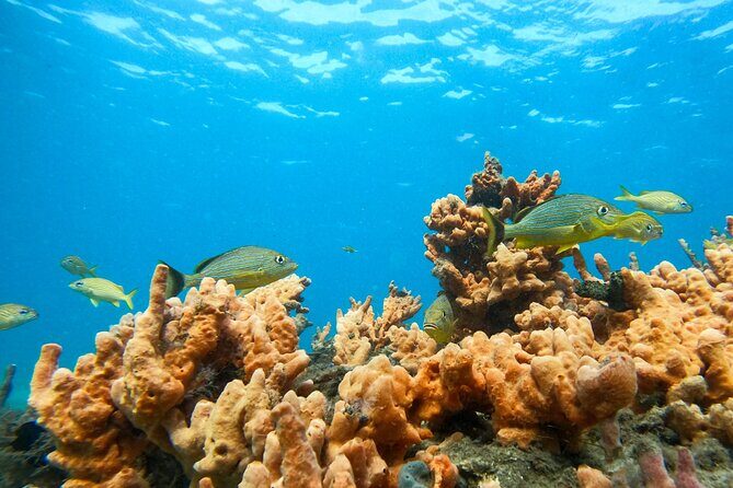Blue Heron Bridge Guided Snorkel Tour - Final Thoughts