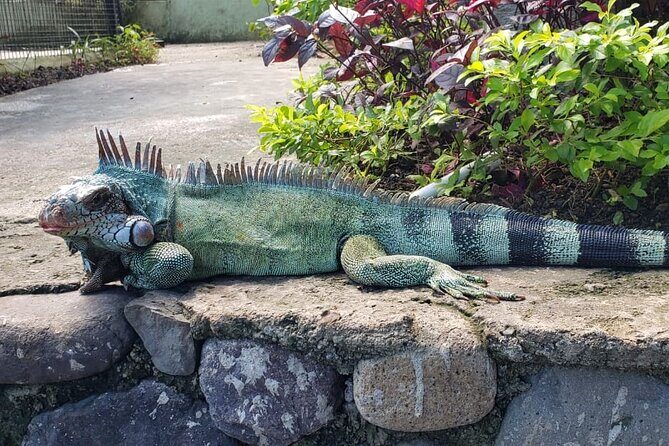 Blue Hole & Konoko Falls Park Combo Tour from Montego Bay - The Sum Up: Who Will Love This Tour?