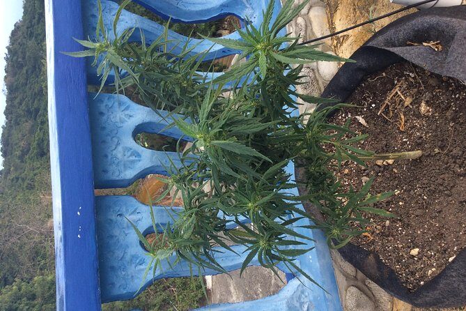 Blue Hole Mineral Springs, Rick's Café, and Shopping Combo Tour - What Travelers Love (and Whats Not So Perfect)