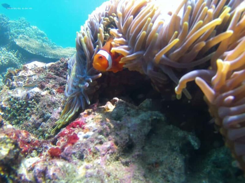 Blue Lagoon and Tanjung Jepun Snorkeling Tour - The Practical Side: What to Expect and Consider