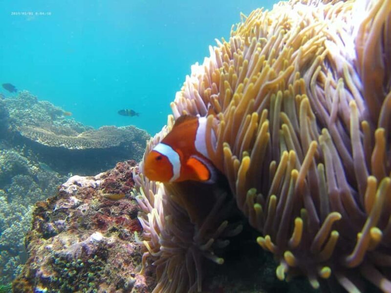 Blue Lagoon and Tanjung Jepun Snorkeling Tour - Final Thoughts