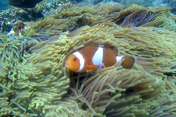 Blue lagoon and tanjung jepun snorkling all inclusive - Tanjung Jepun: Calm Waters for Family and Beginners