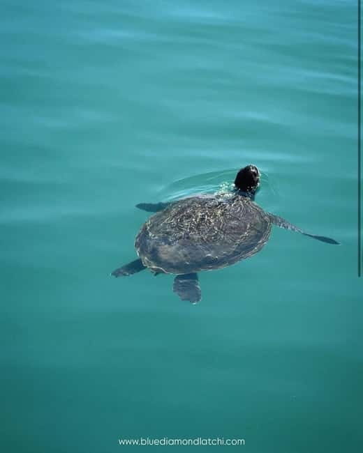 Blue Lagoon cruise with slide departing from Latchi harbour - Overview of the Experience