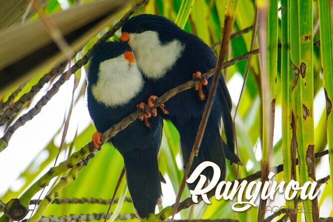 Blue Lagoon - PRIVATE ISLAND Pink sand beach and wildlife reserve - Itinerary Breakdown: What to Expect