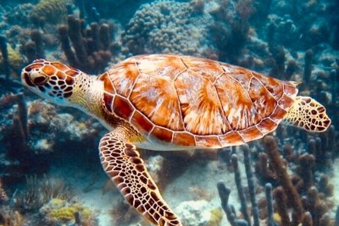 Blue Lagoon Snorkeling - Lunch - Kantolampo - Tibumana Waterfall - The Real Value: Cost vs. Experience