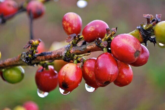 Blue Mountain Coffee, Bob Marley and Art Tour from Montego Bay - The Sum Up