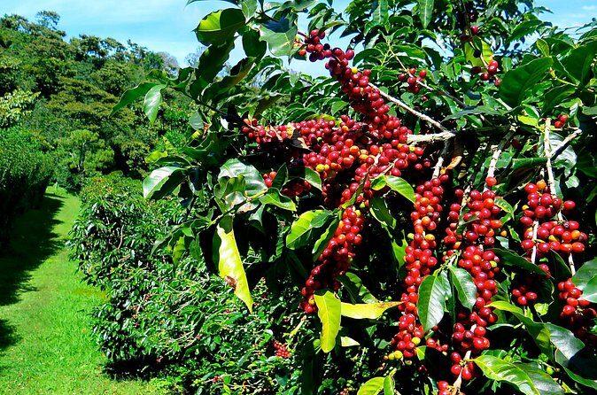Blue Mountain Coffee Tour from Ocho Rios - Final Thoughts: Who Will Love This Tour?