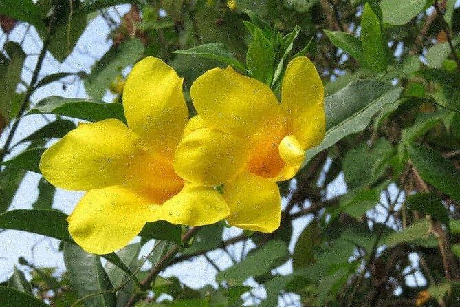 Blue Mountain Path Finder - Practical Info for Travelers