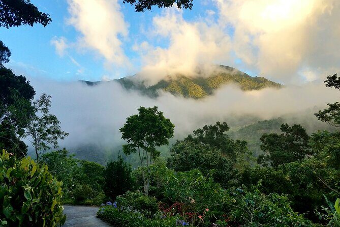 Blue Mountain Private Tour in Jamaica - Key Points
